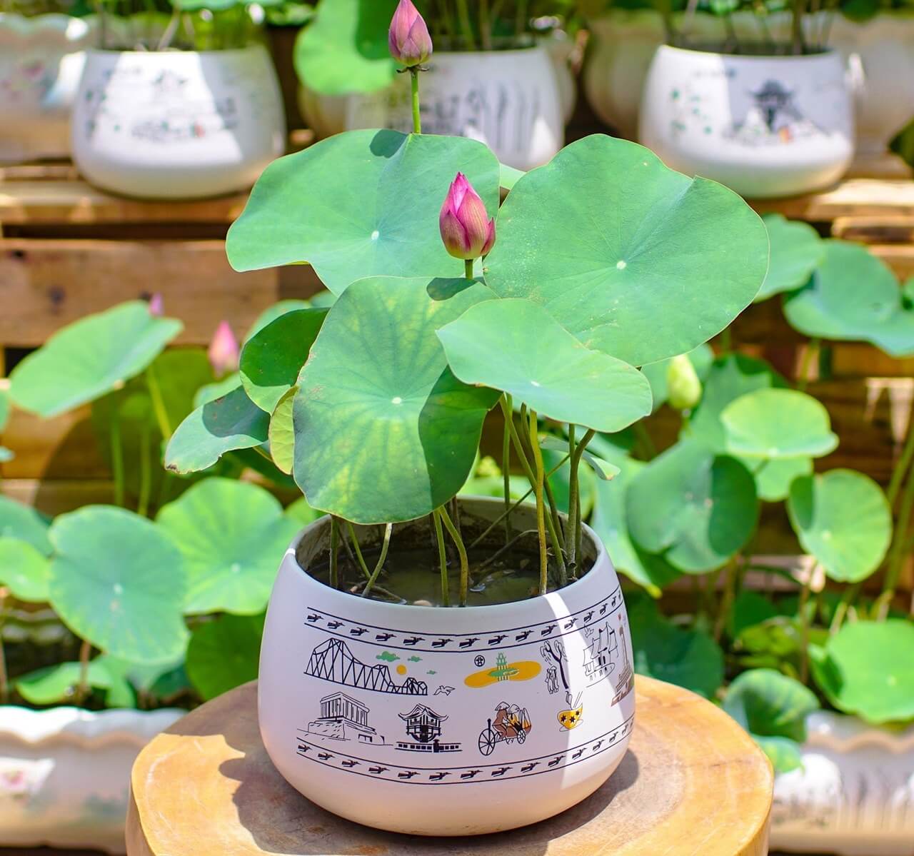 Hướng dẫn trồng cây sen mini Nhật tại nhà - Cây Cảnh 365