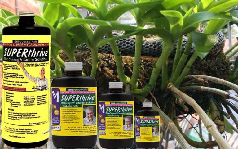 Superthrive là thuốc gì? Cách dùng Superthrive kết hợp B1 kích rễ - Cây Cảnh 365