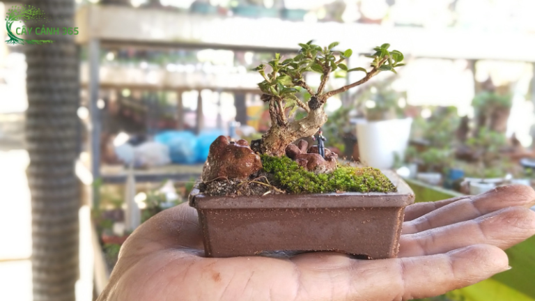 Top 5 mẫu bonsai mini để bàn hợp phong thuỷ, mang tài lộc